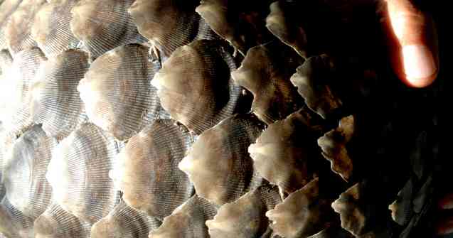 What is a Pangolin? Pangolin Animal Facts & Pangolin Images