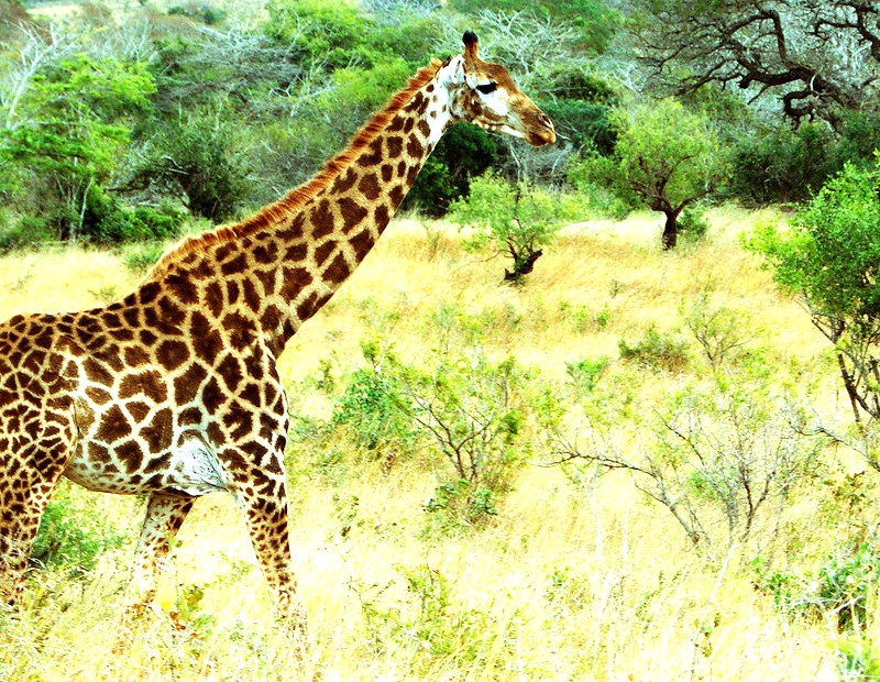 Interesting Facts About Giraffes | African Budget Safaris