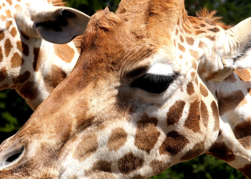 Interesting Facts About Giraffes | African Budget Safaris