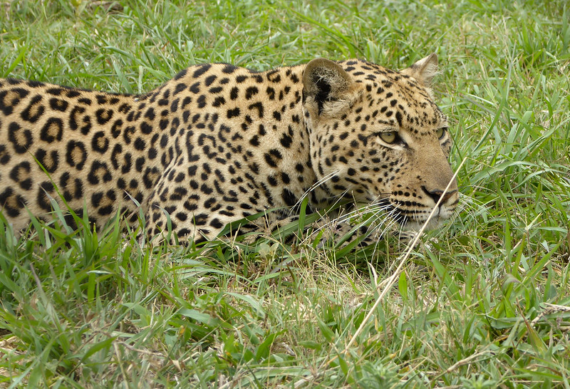 Visit Moholoholo Wildlife Rehabilitation Centre: Moholoholo Animal ...