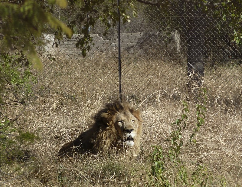 Visit Moholoholo Wildlife Rehabilitation Centre: Moholoholo Animal ...