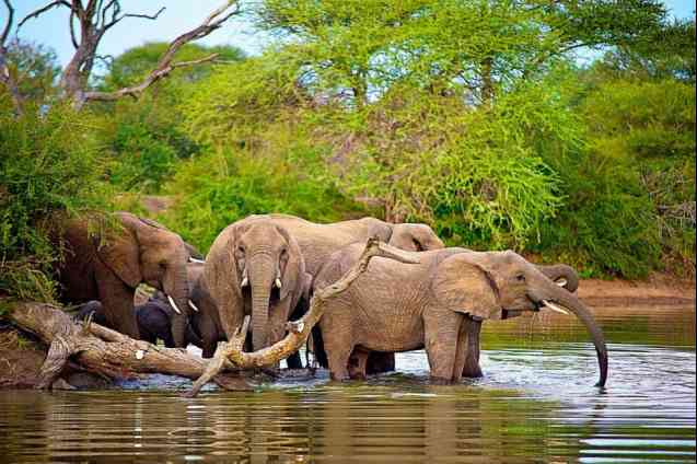 Best Places to See Elephants in Africa: Elephant Safaris 2020