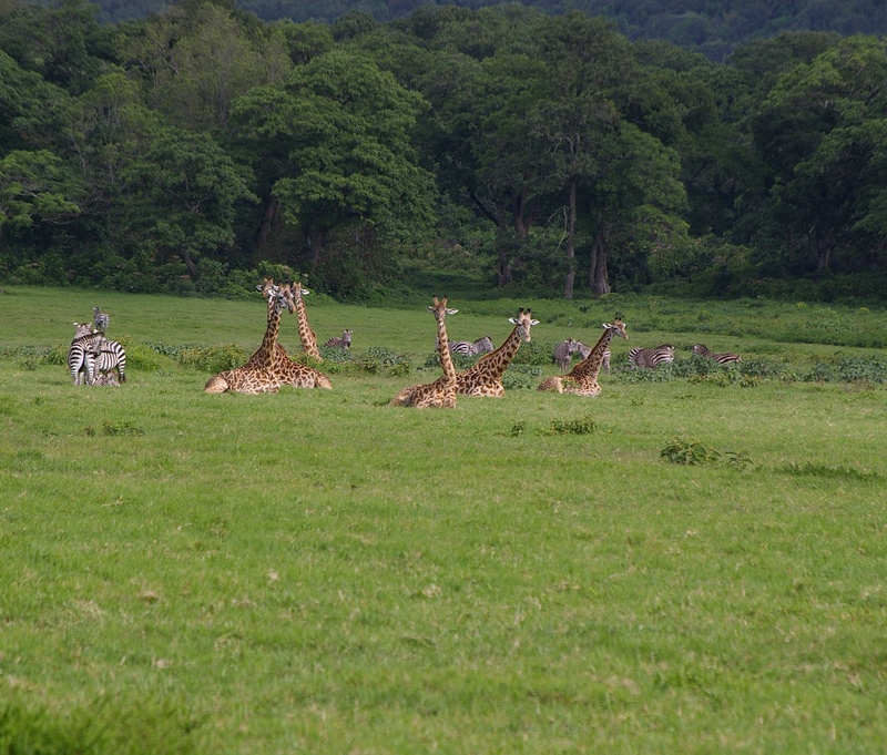 Spectacular Eco-Conscious Safari Spots | African Budget Safaris