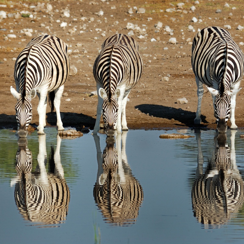 Spectacular Eco-Conscious Safari Spots | African Budget Safaris