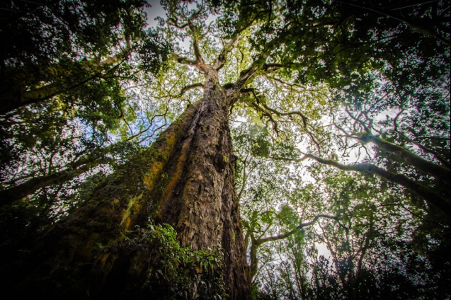 Save the Yellowwood - South Africa's National Tree | African Budget Safaris