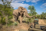 Kruger Wildlife Guide | Kruger Game Viewing Tips | How to Find Animals ...