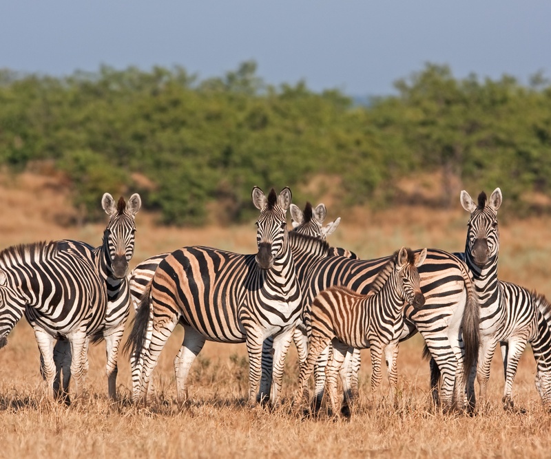 Kruger Safari Etiquette | How to Safari | African Travel Guide