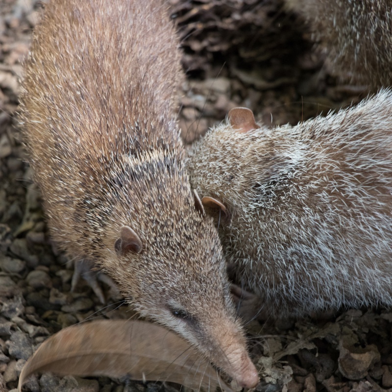 Madagascar Travel Adventures - Budget Madagascar Tours - African Budget ...