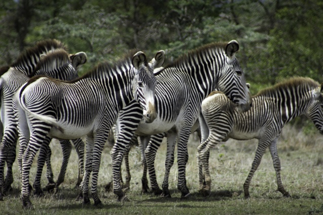 Ol Pejeta Conservancy in Kenya - Rhino, Chimpanzee & Wildlife Sanctuary