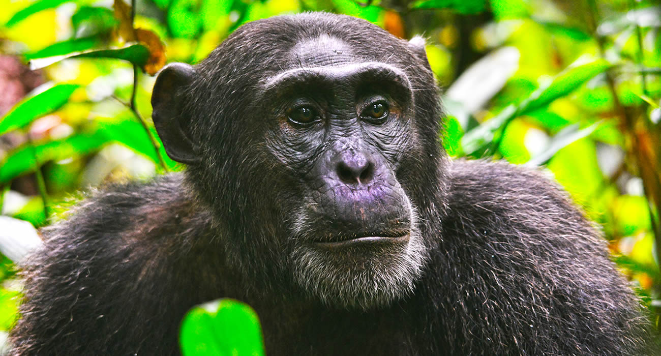 Best National Parks in Africa | Best African Safari Countries