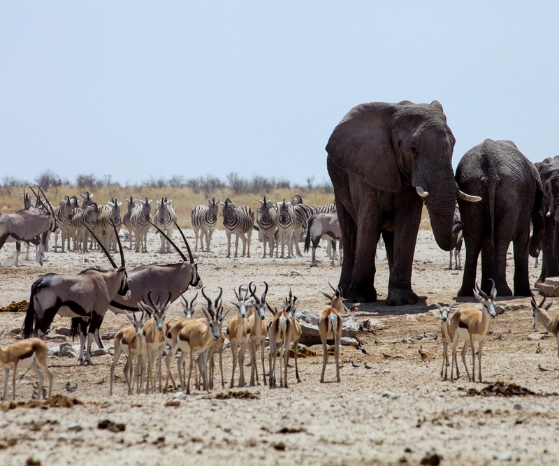 Best National Parks in Africa | Best African Safari Countries