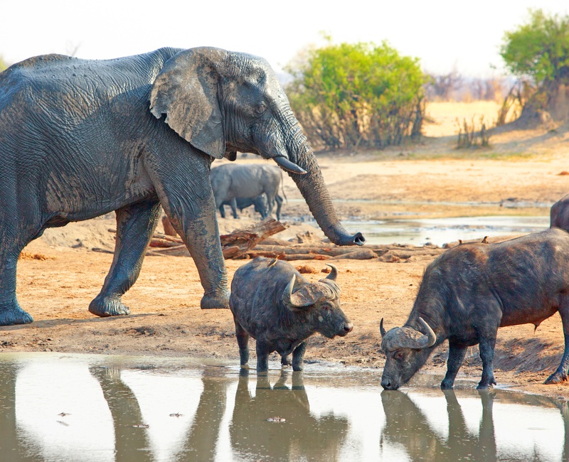 Best National Parks in Africa | Best African Safari Countries