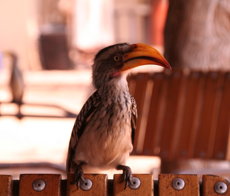 All Things Braai: South Africa's Favourite Thing | African Budget Safaris
