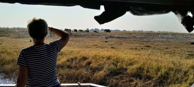 What is a Safari in Africa | African Budget Safaris