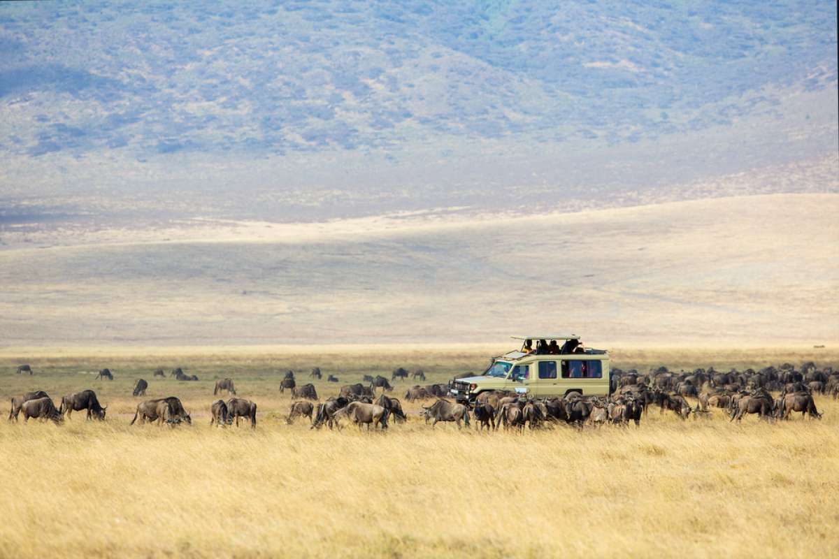 What is a Safari in Africa | African Budget Safaris