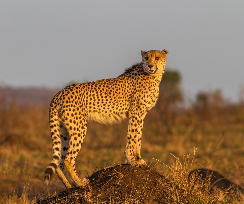 Cats of the Kruger National Park | African Budget Safaris