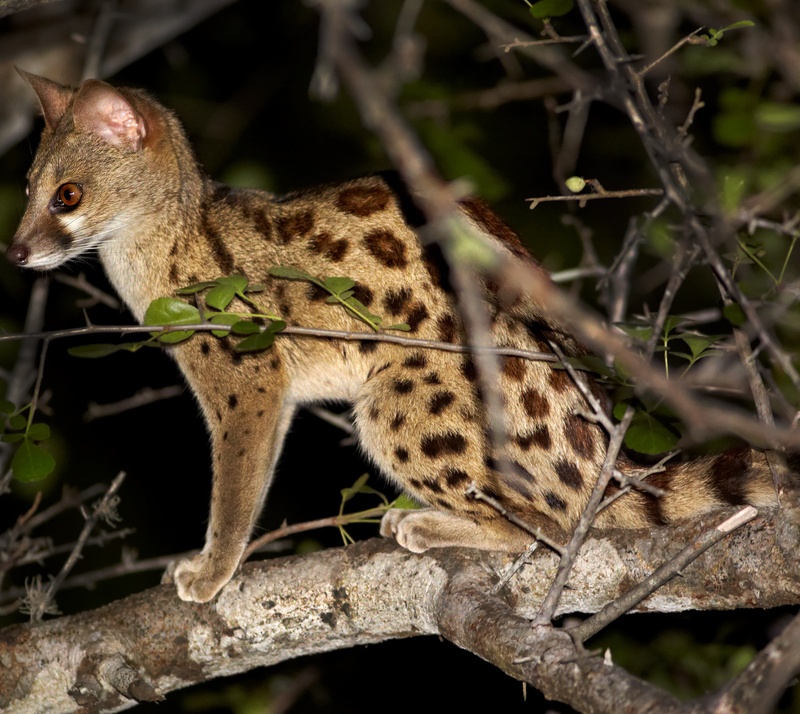 Cats of the Kruger National Park | African Budget Safaris