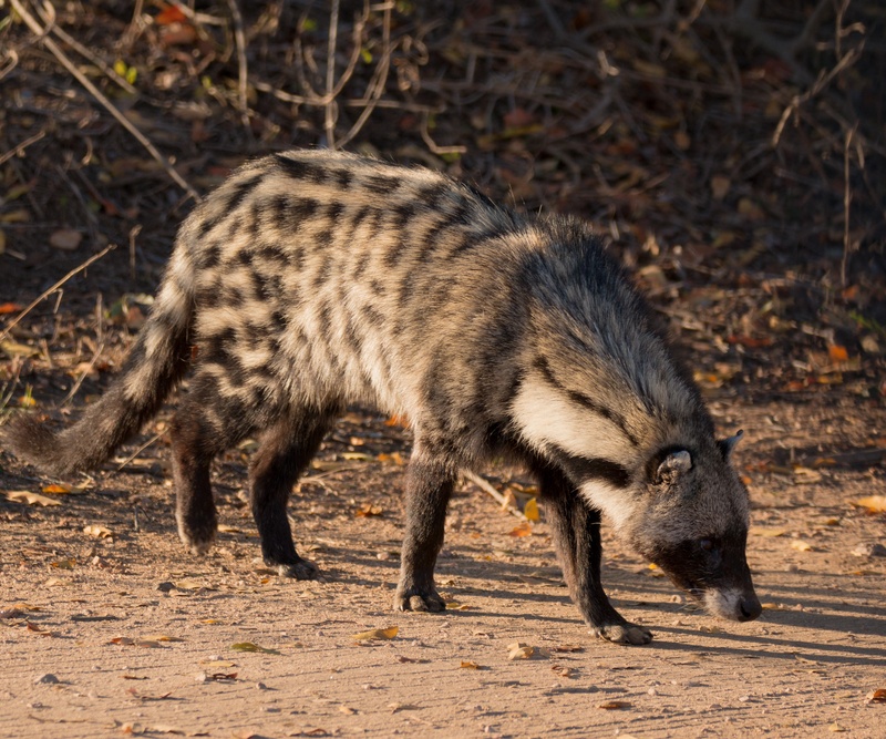 Cats of the Kruger National Park | African Budget Safaris