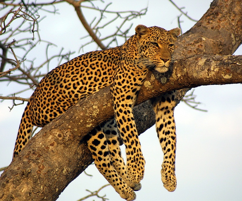 Cats of the Kruger National Park | African Budget Safaris