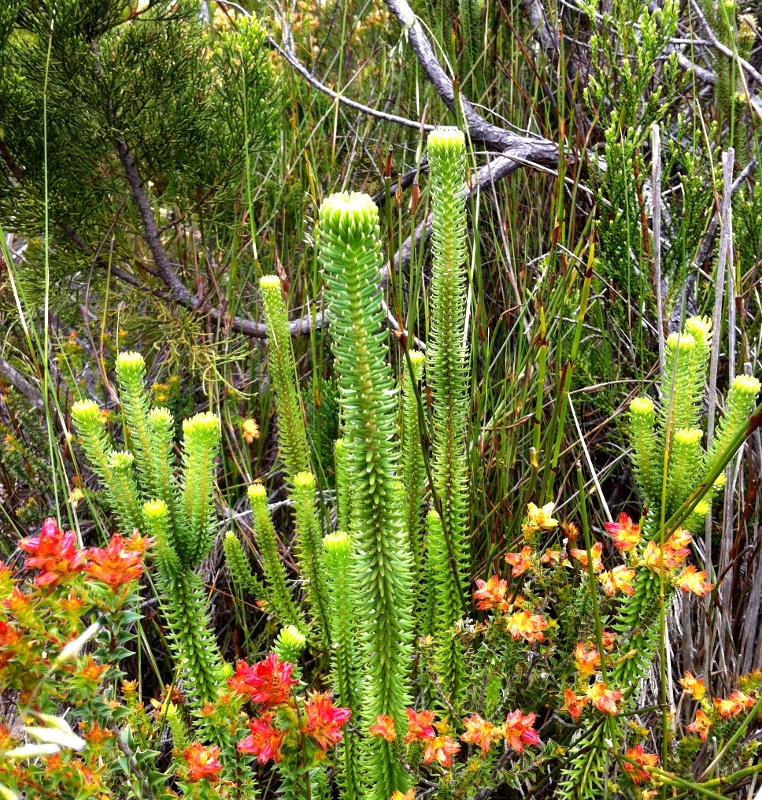 Southern African Biomes: South Africa (Part 1) | African Budget Safaris