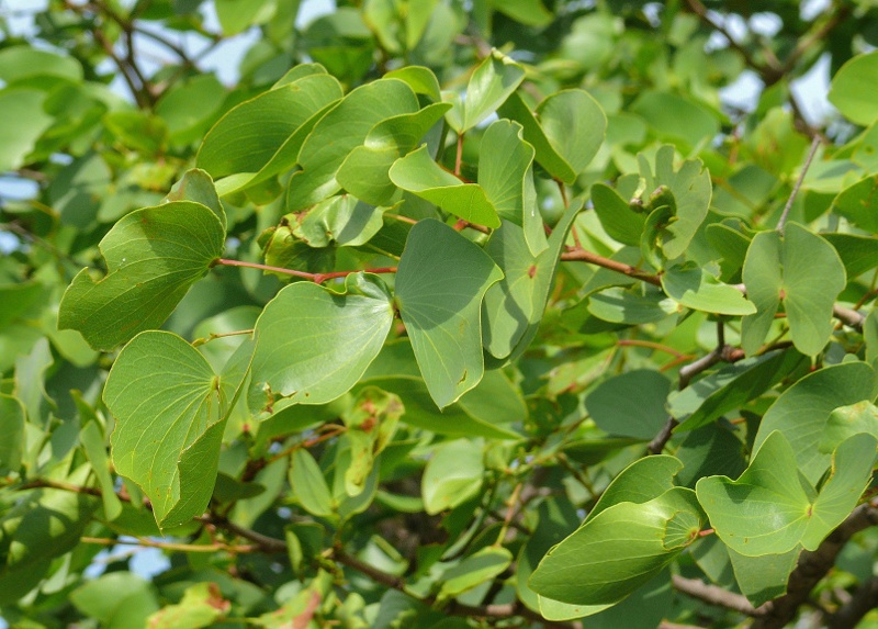 Southern African Biomes: South Africa (Part 1) | African Budget Safaris