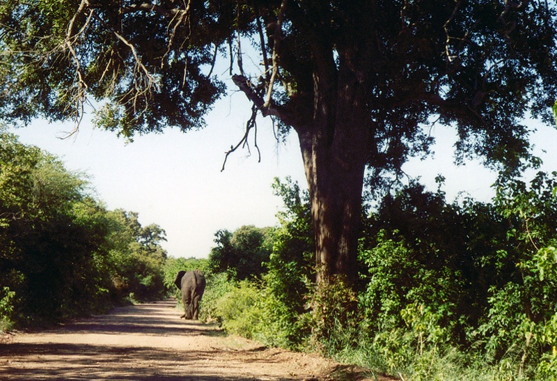 Southern African Biomes: South Africa (Part 1) | African Budget Safaris