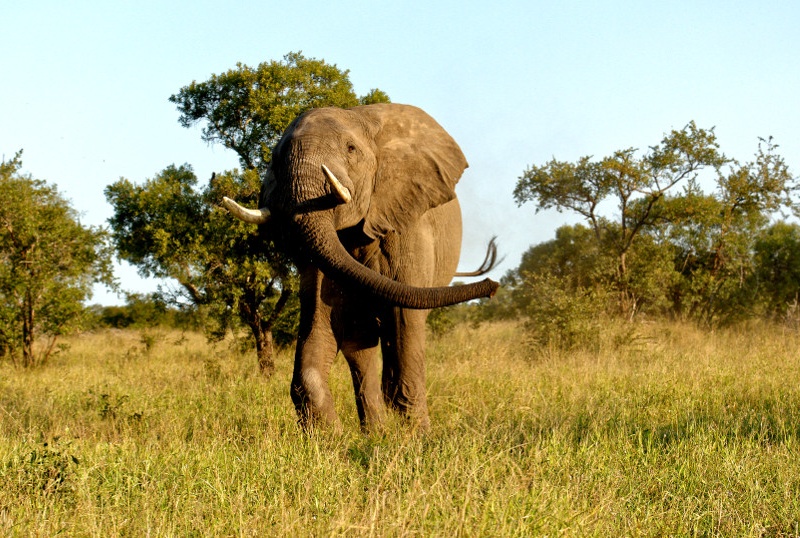 Southern African Biomes: South Africa (Part 1) | African Budget Safaris