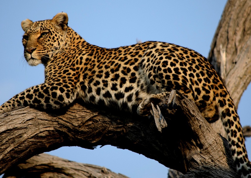 Southern African Biomes: Namibia Botswana (Part 2) | African Budget Safaris