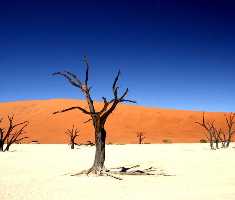 Southern African Biomes: Namibia Botswana (Part 2) | African Budget Safaris