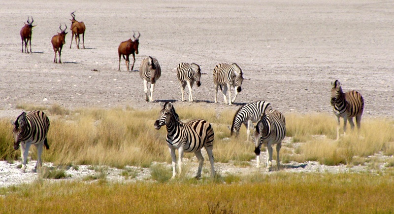 Southern African Biomes: Namibia Botswana (Part 2) | African Budget Safaris
