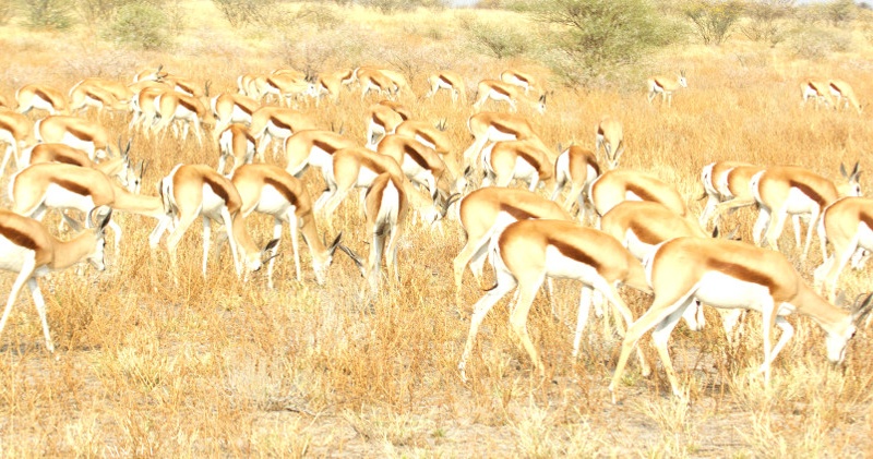 Southern African Biomes: Namibia Botswana (Part 2) | African Budget Safaris