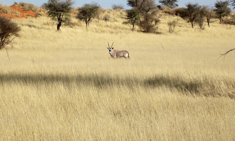 Southern African Biomes: Namibia Botswana (Part 2) | African Budget Safaris