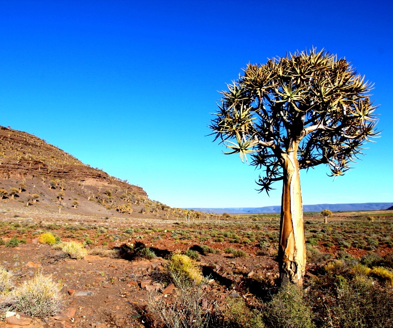 Southern African Biomes: Namibia Botswana (Part 2) | African Budget Safaris