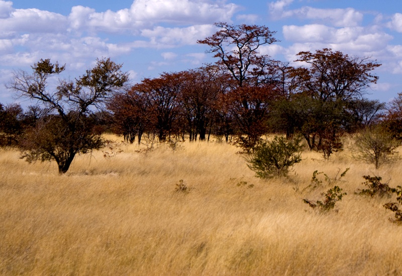 Southern African Biomes: Namibia Botswana (Part 2) | African Budget Safaris