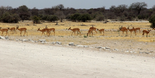 Best Namibia Camping Safari - African Budget Adventures