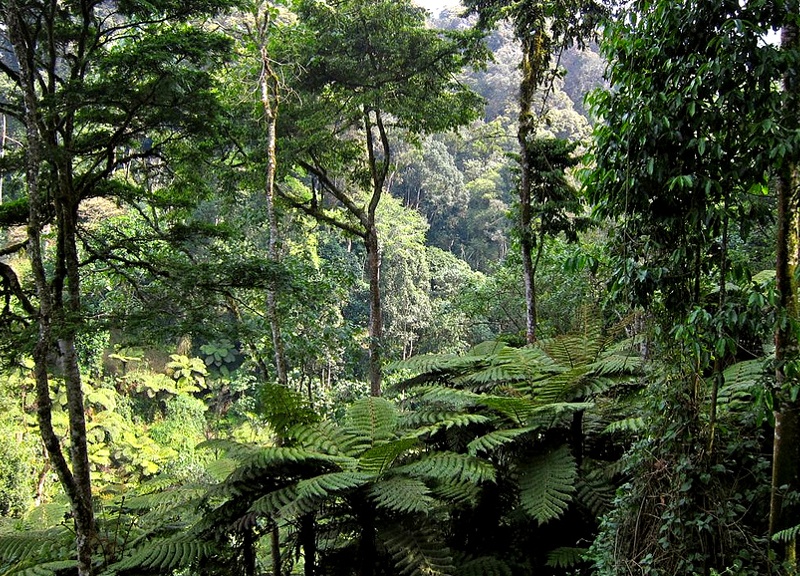 African Biomes - Serengeti Tanzania & Masai Mara Kenya