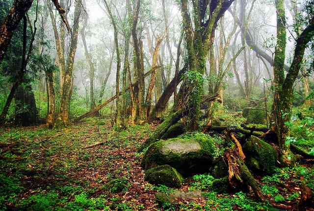 Hogsback - Tolkien’s Middle Earth in the Amathole Mountains?
