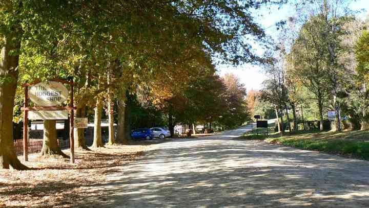 Hogsback - Tolkien’s Middle Earth in the Amathole Mountains?