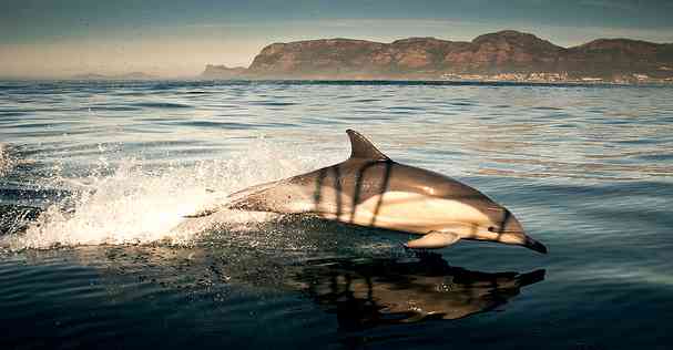 Marine Big 5 Animals - South Africa's Top Sea Life