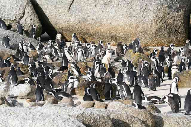 Penguins in Cape Town | Boulders Beach Penguin Colony Tours