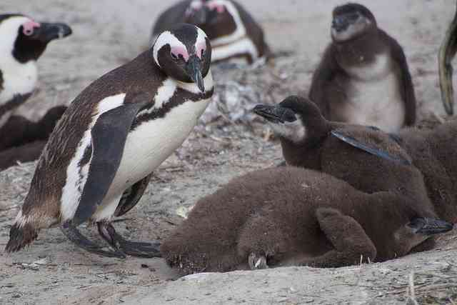 Penguins in Cape Town | Boulders Beach Penguin Colony Tours