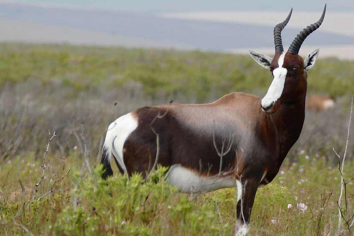 Bontebok National Park South Africa - Bontebok Park Swellendam