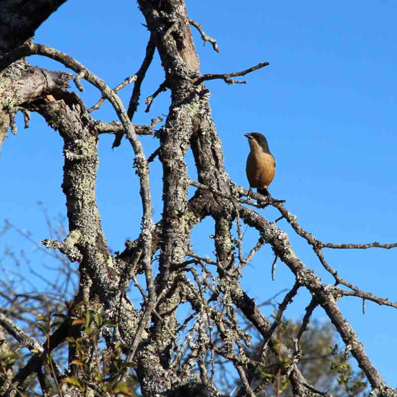 Bontebok National Park | South African Game Park