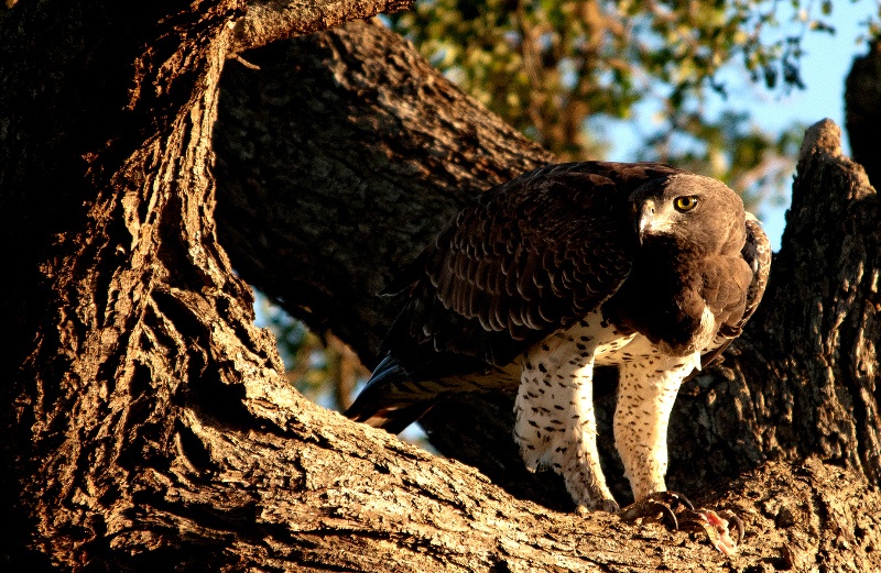 Famous Birds of South Africa | Birding in Africa | Iconic Bird Species