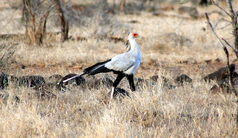 Famous Birds of South Africa | Birding in Africa | Iconic Bird Species