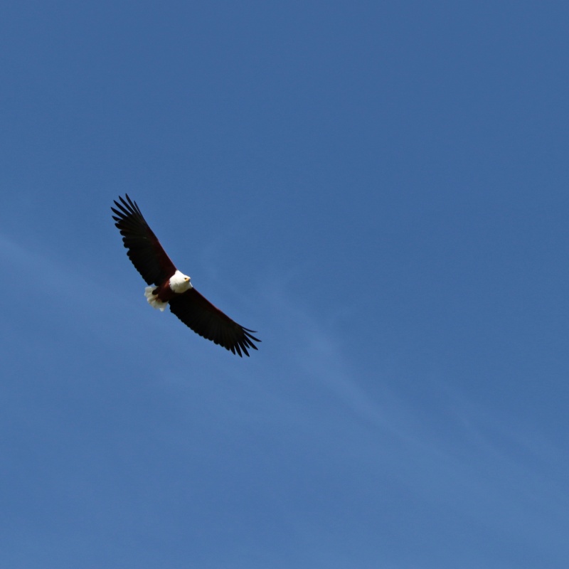 Botswana, a must on your safari bucket list! | African Budget Safaris