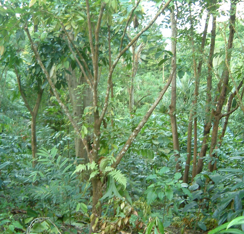 Book a trip to Madagascar for a unique, unspoilt African Island Vacation