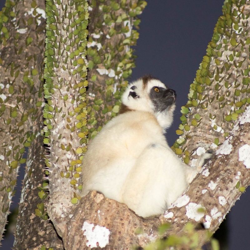 Book a trip to Madagascar for a unique, unspoilt African Island Vacation