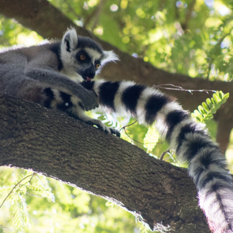 Book a trip to Madagascar for a unique, unspoilt African Island Vacation