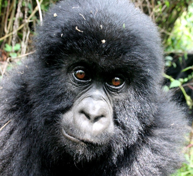 Endangered African Animals | Best Places to See Rare Wildlife